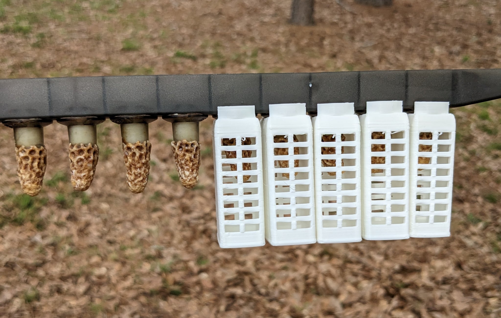EZPZ Queen Cages – EZPZ Beekeeping Equipment