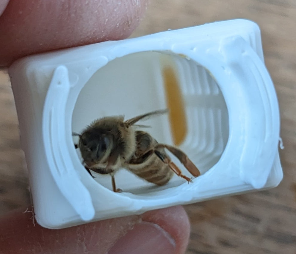 EZPZ Queen Cages – EZPZ Beekeeping Equipment